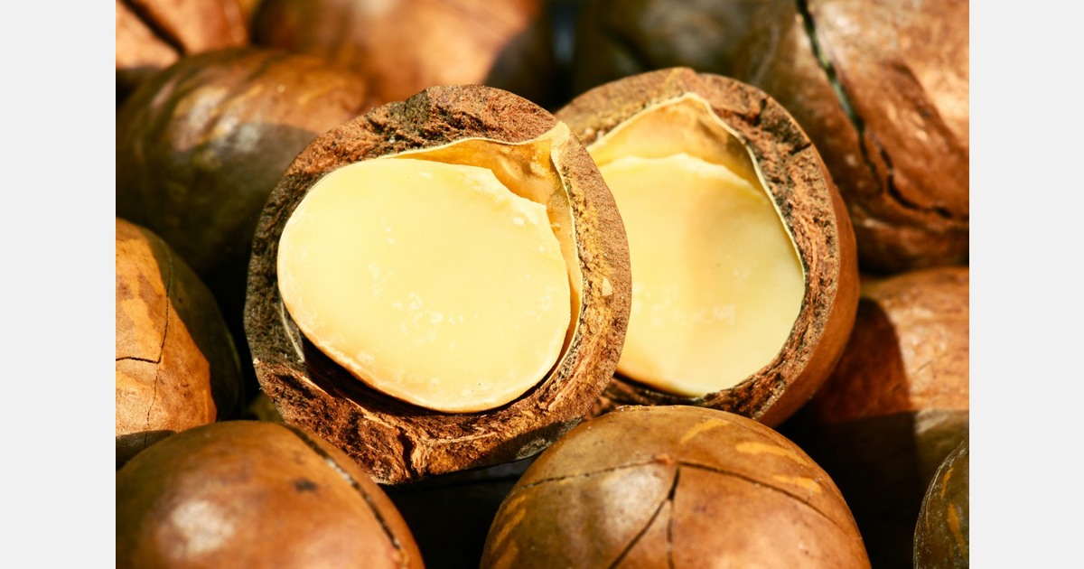 How macadamia shells could help reduce carbon emissions