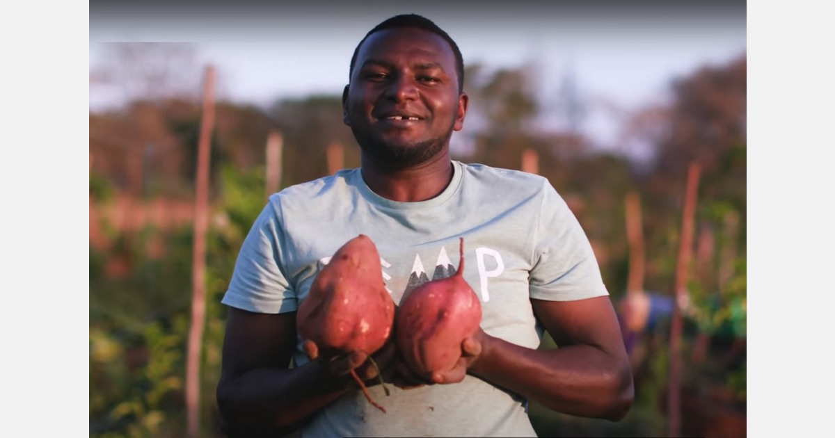 Biofortified orange-fleshed sweet potato helps African farmers respond to climate change