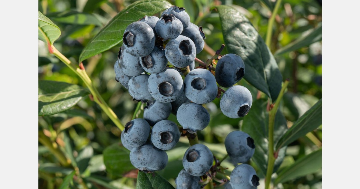Revised Chilean blueberry estimate issued
