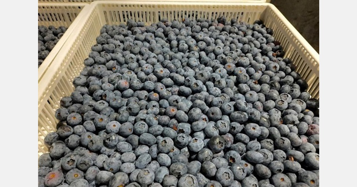 Top tier prices again for South African blueberries