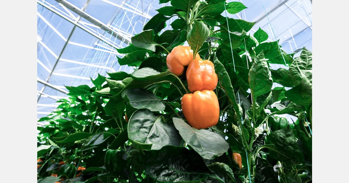 Canada winding down bell pepper production soon