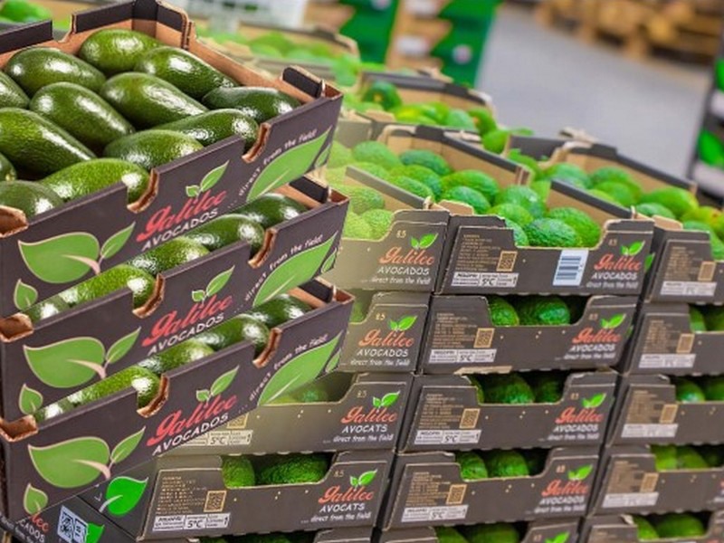 Israel avocado, citrus production and markets overview