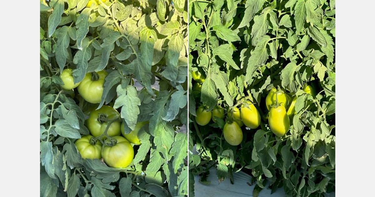 Unusually strong Florida tomato market