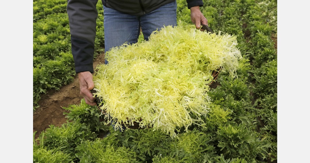 Geographic advantage for homegrown-frisée