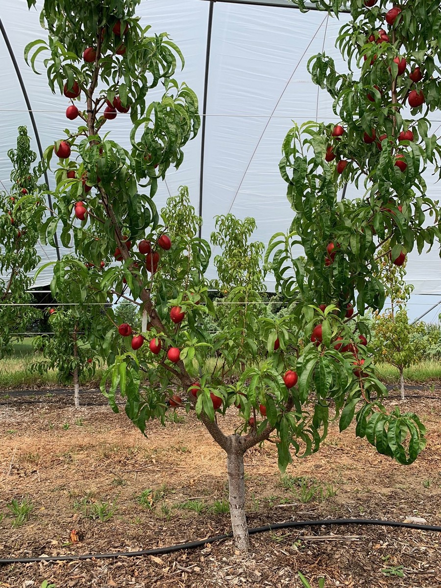 Research on new rootstocks for stone fruit trees