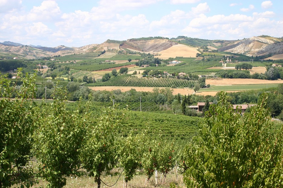 Research on new rootstocks for stone fruit trees