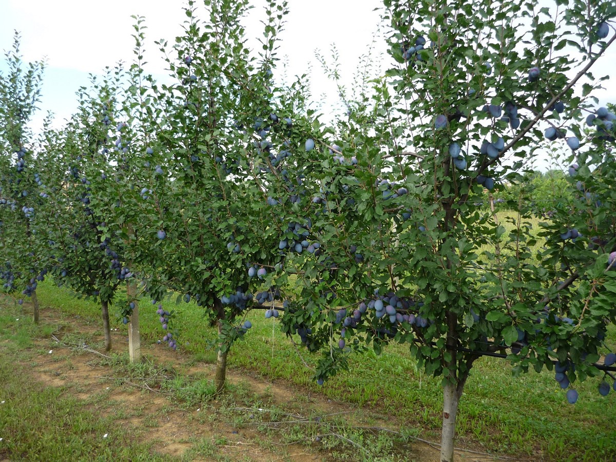 Research on new rootstocks for stone fruit trees