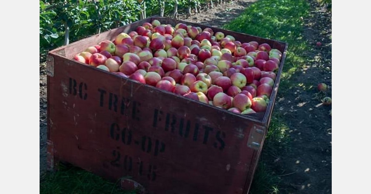 New marketing strategies proposed to strengthen British Columbia apple ...