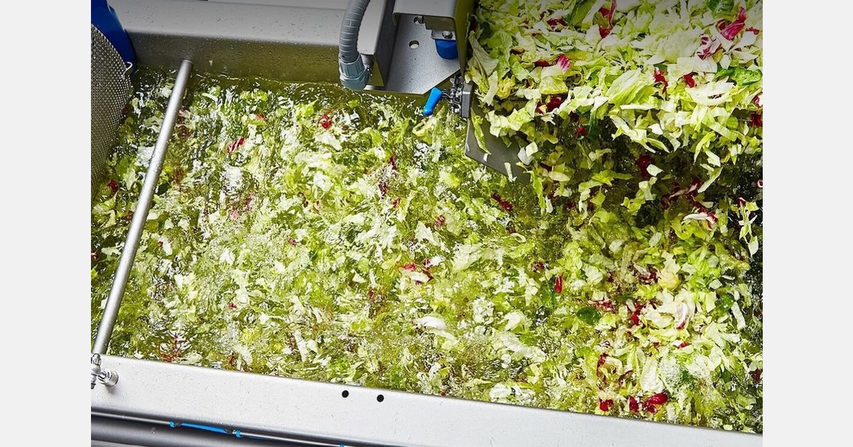 Fresh lettuce washing machine successfully tested with plasma-based ...