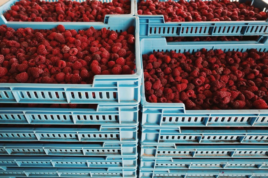 Packaging that results in improved berry shelf-life and more marketable ...