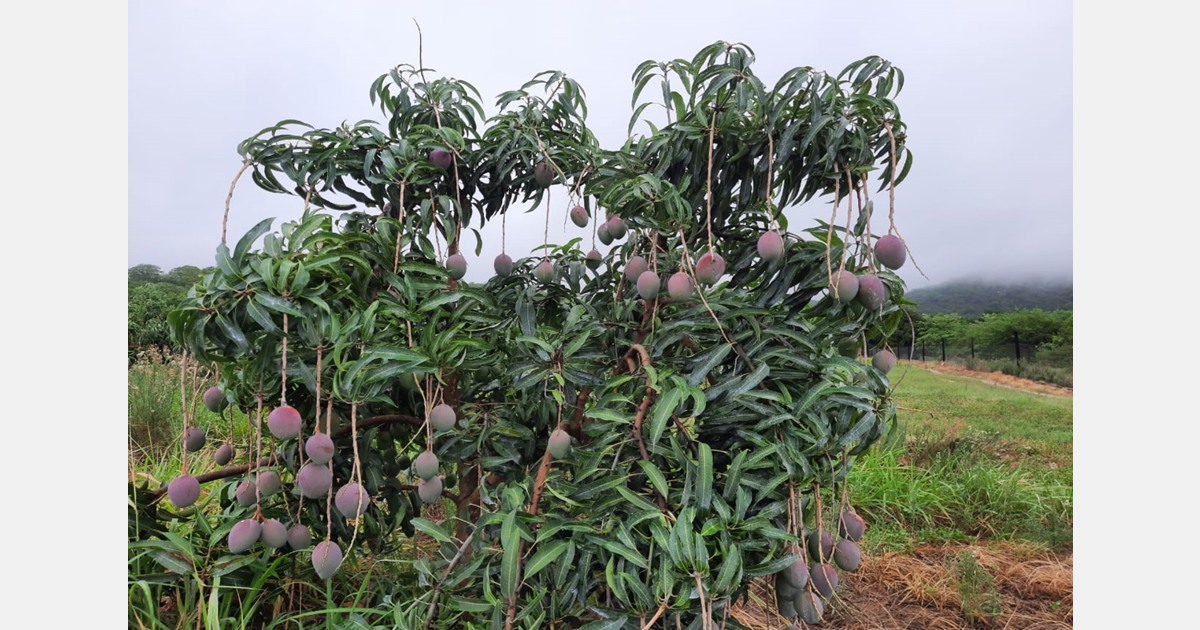 South African mangoes eyeing European market share lost to Peru
