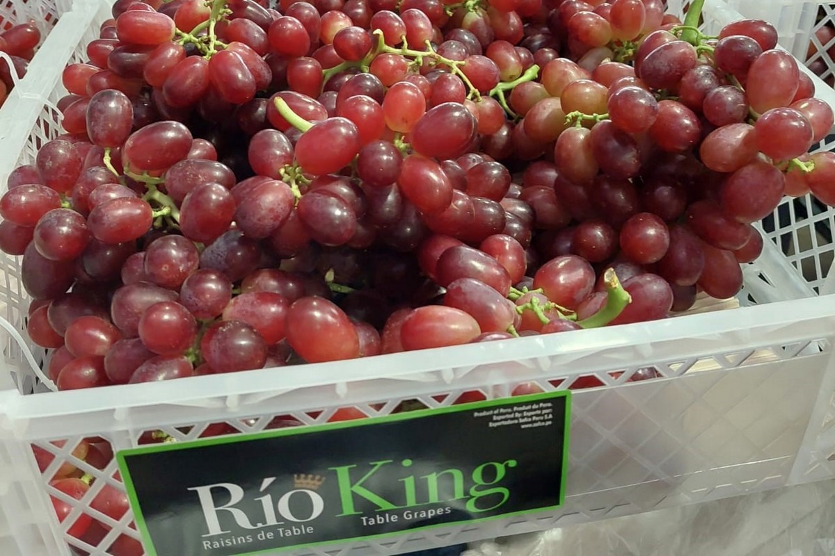 “This could be the dream table grape season for us in Ica”