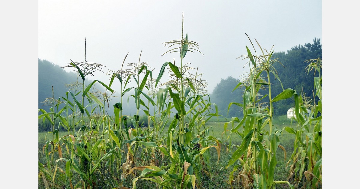 Corn volume increasing out of Florida