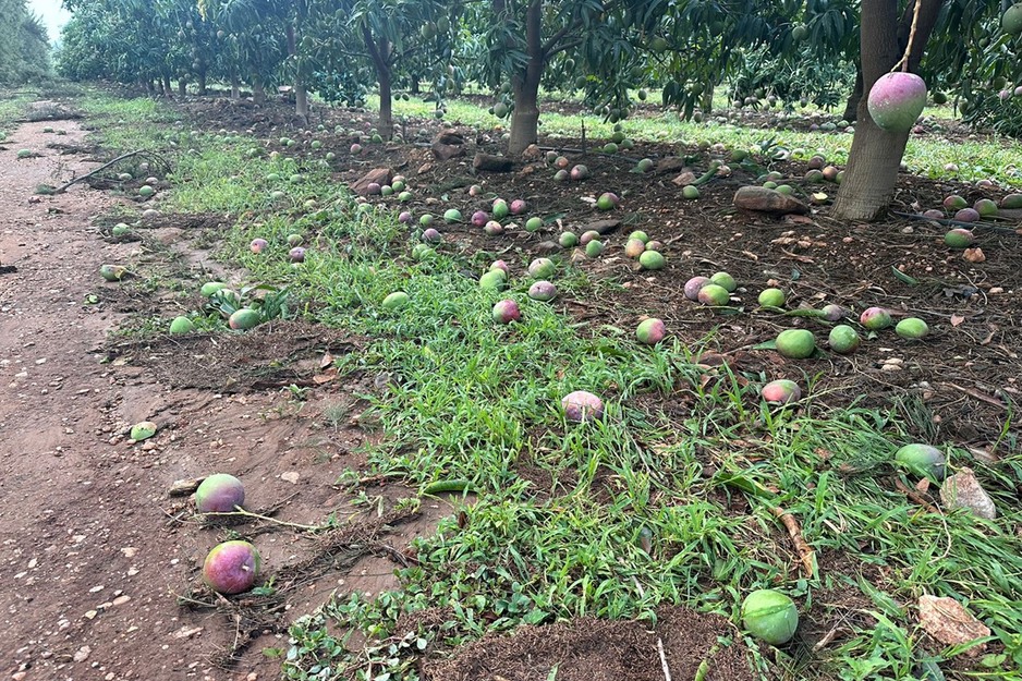 'Mini-tornado' rips mangoes off trees