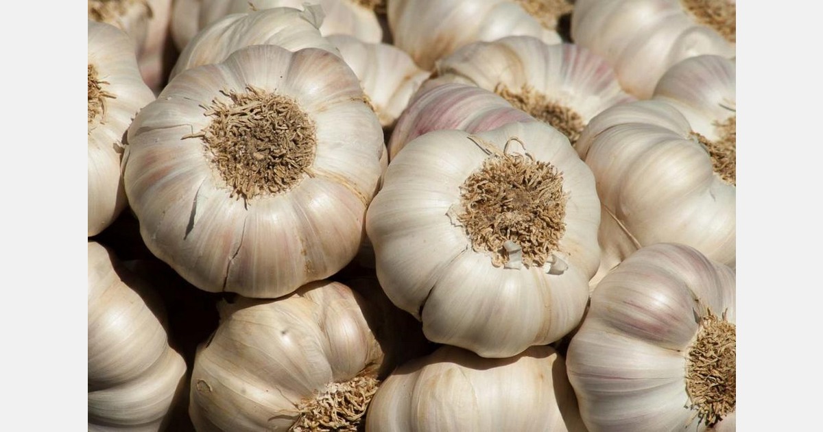 Indian garlic prices surges, doubling in a month