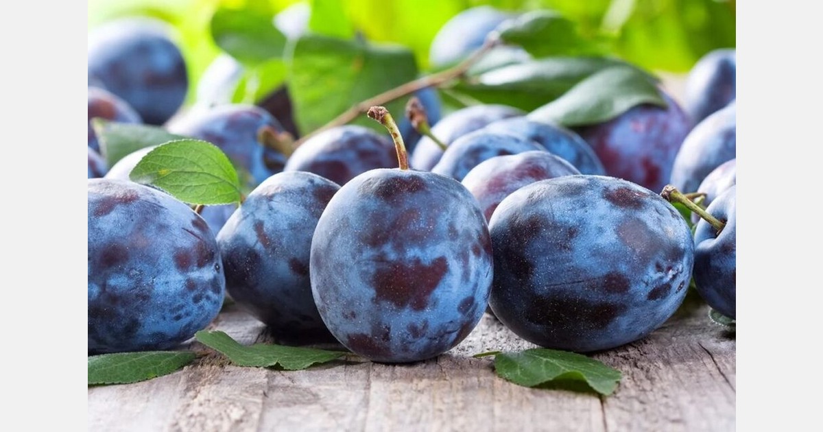 Plum exports from Moldova at all-time high thanks to increased demand ...