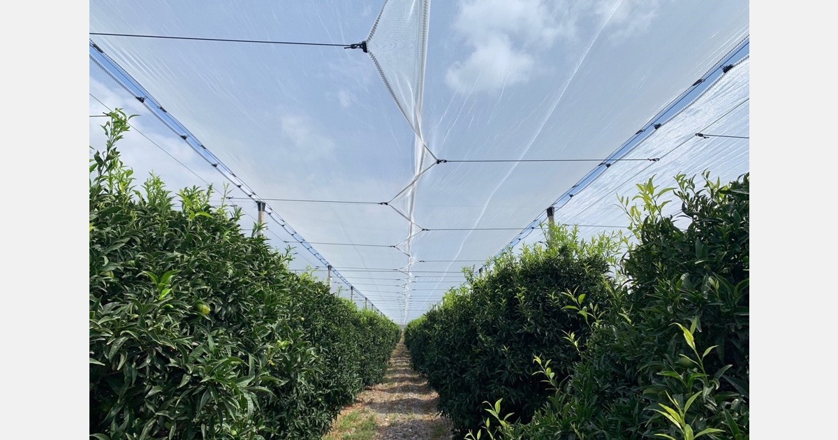 Italian nets for citrus orchard protection become digital