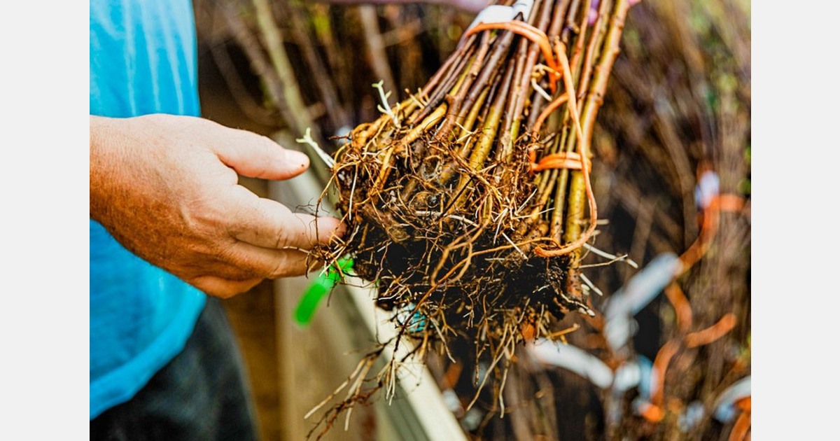 Three new apple rootstocks bolster Geneva’s program