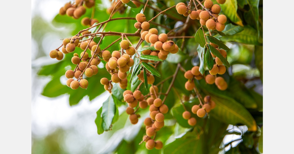 Hainan Province exports more than 36 million yuan worth of tropical fruits