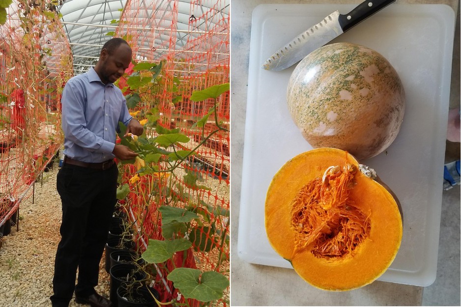 Why calabaza could be the next gourd for Southeastern growers