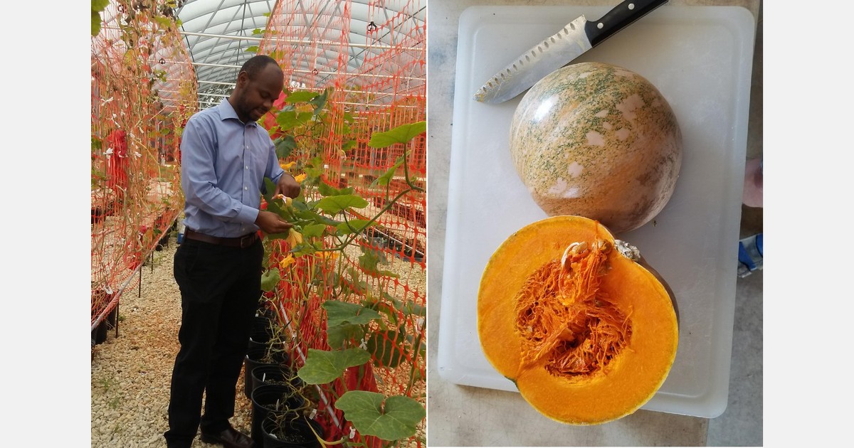Why calabaza could be the next gourd for Southeastern growers