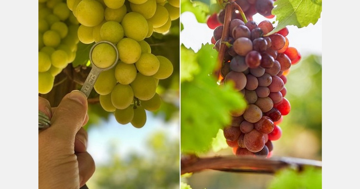 Grape pricing to stay firm until more imported fruit arrives