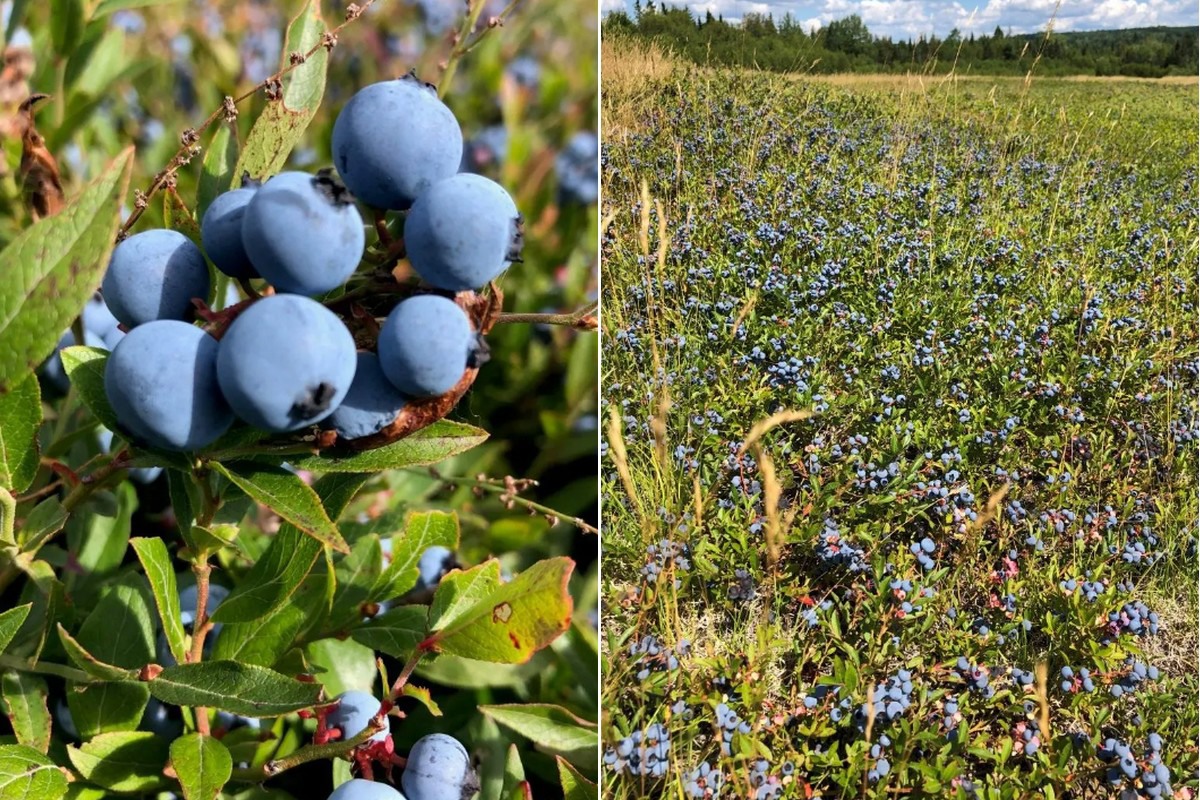 How the Nova Scotia wild blueberry industry is moving forward