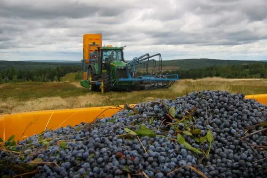 How the Nova Scotia wild blueberry industry is moving forward