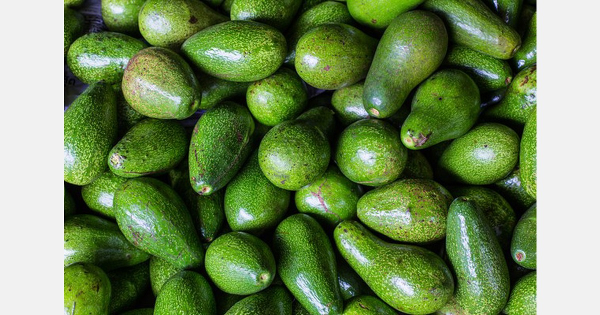 Focused pricing for South African avocados will sustain the sector