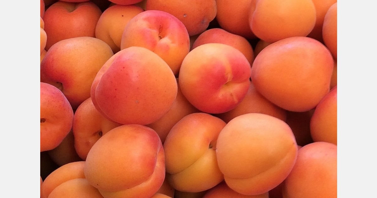 Research results on three new types of apricots for NZ orchards