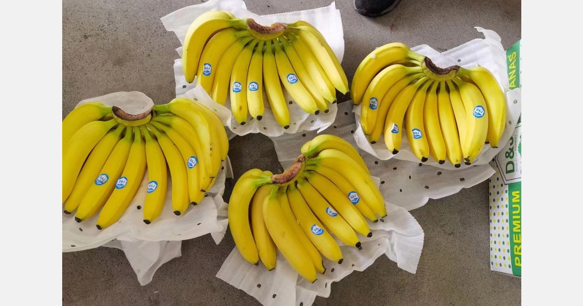 “Recently, imported banana prices have reached a historical low.”