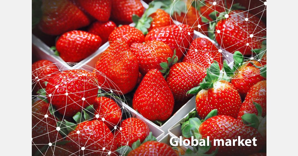 GLOBAL MARKET OVERVIEW STRAWBERRIES
