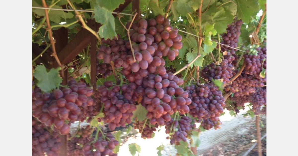 California table grape season finished on a high note
