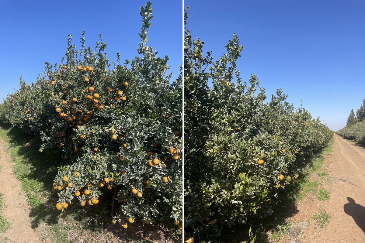 Visiting Moroccan citrus growers to strengthen partnerships