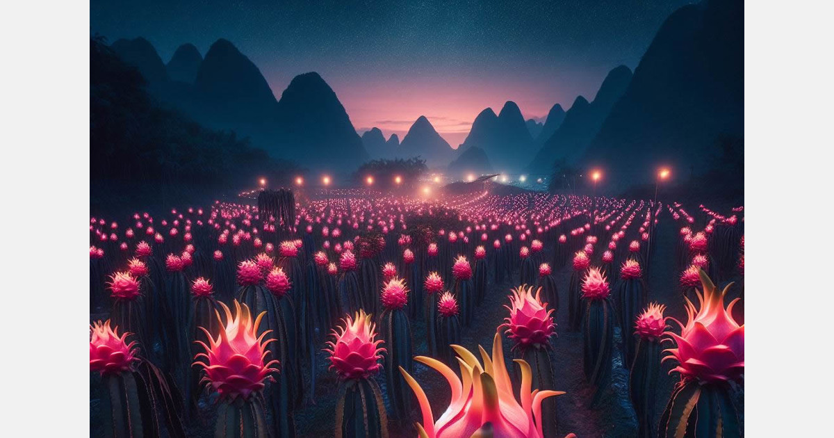 Dragon fruit orchards are lit up at night