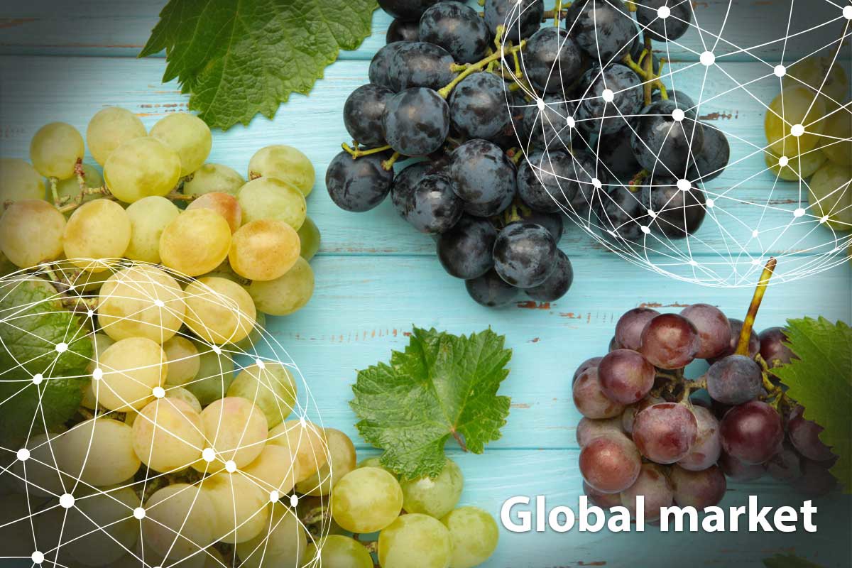 GLOBAL MARKET OVERVIEW GRAPES