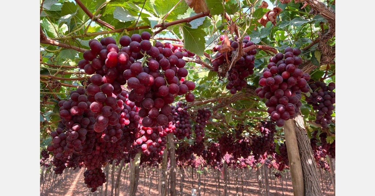 Peru’s grape exports expected to be down 15 percent from pre-season ...
