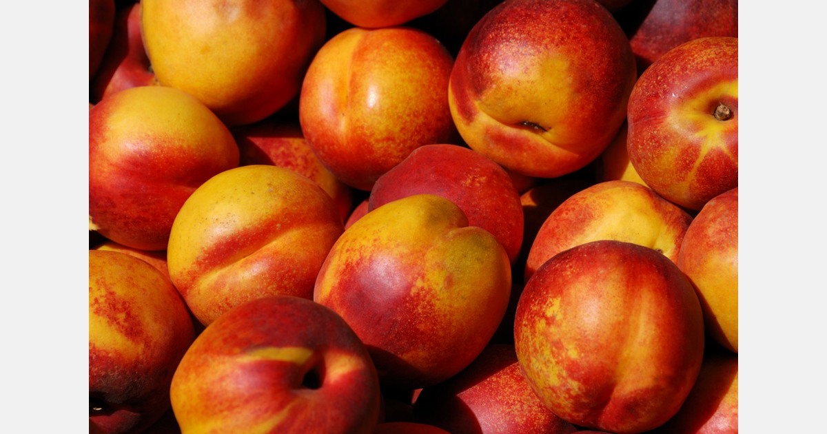 New Campaign to boost SA stone fruit visibility and trade confidence