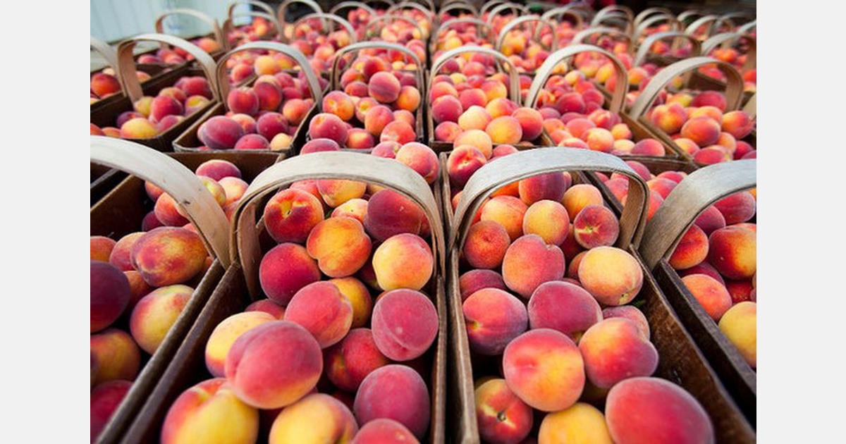 Niagara peach crop unaffected by mild December weather