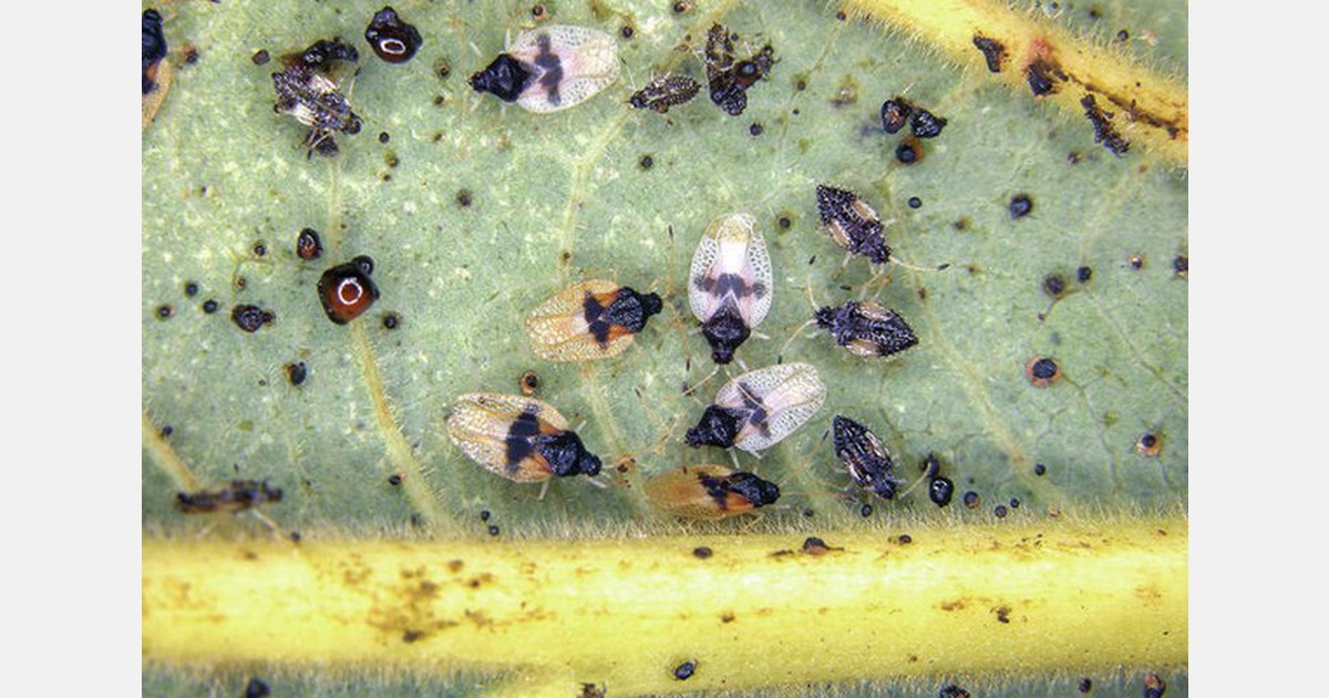 Hawaiian avocado orchards threatened by Avocado Lace Bug