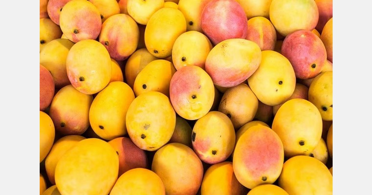 Northern Territory produces over half of Australia’s mangoes