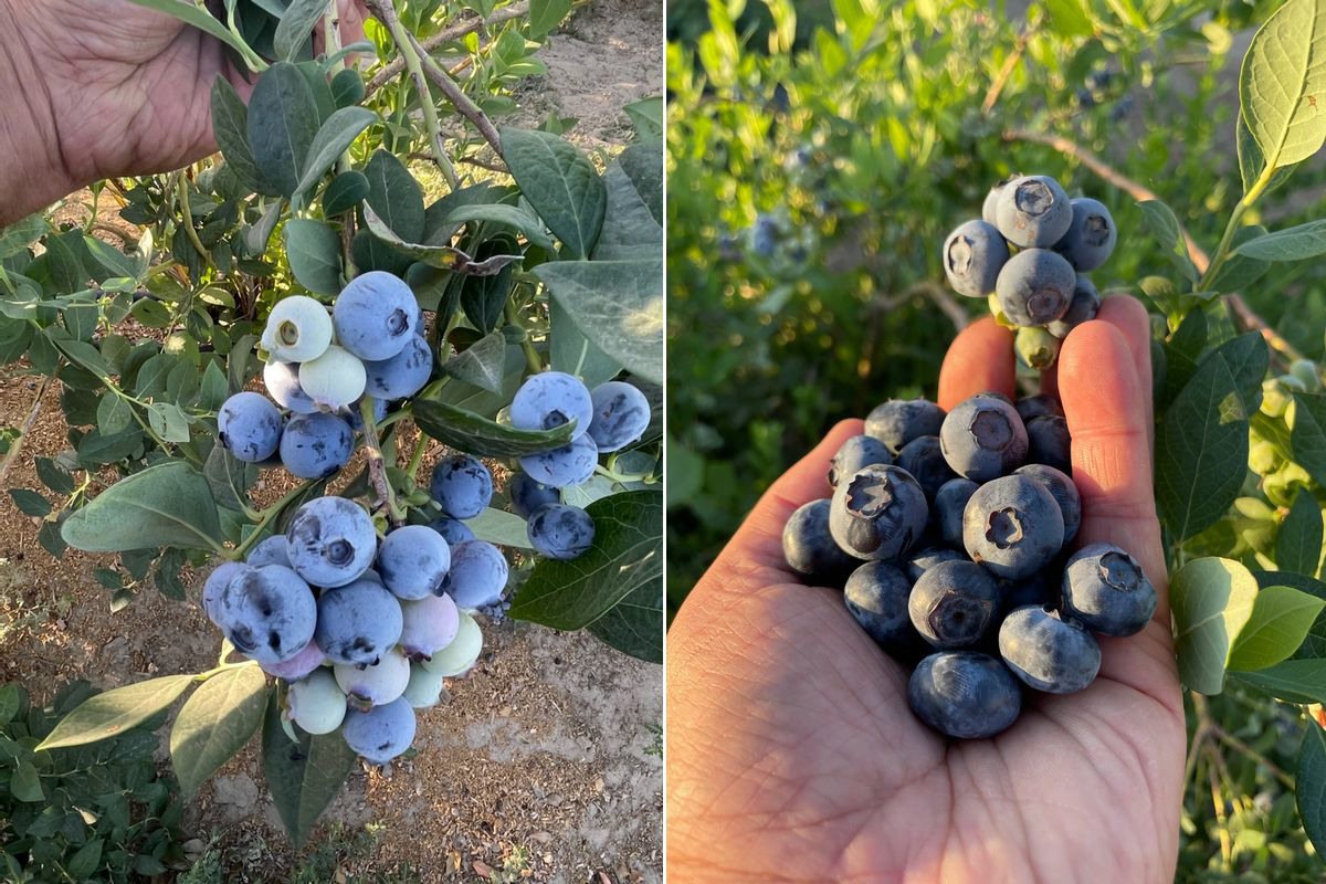“Our blueberry cultivars are bred for innovation and grower success”