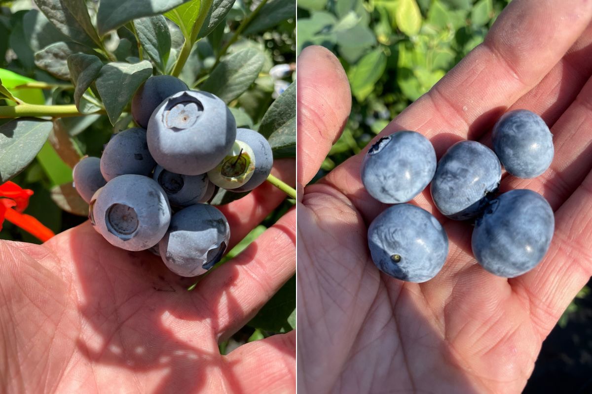 “Our blueberry cultivars are bred for innovation and grower success”
