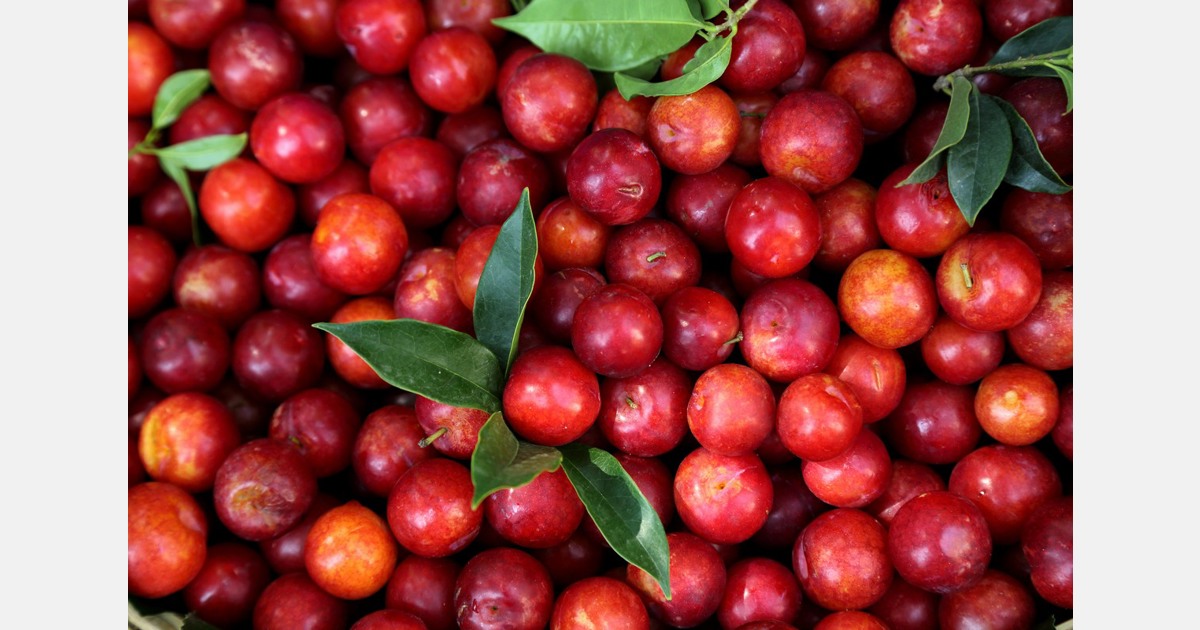 Cherry prices plunge in China due to market oversupply