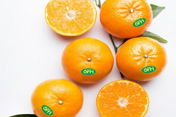 Orri Jaffa 2024 mandarin season has started with big demand in Europe