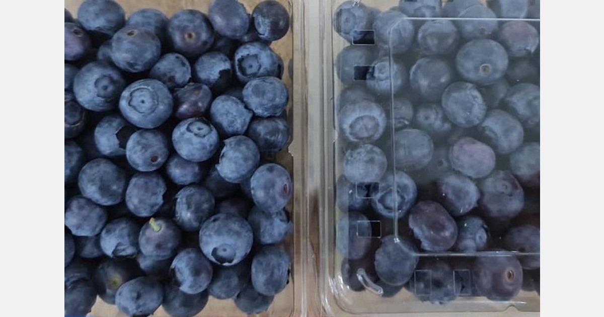 “Blueberry market is good with higher prices than last year for sure”