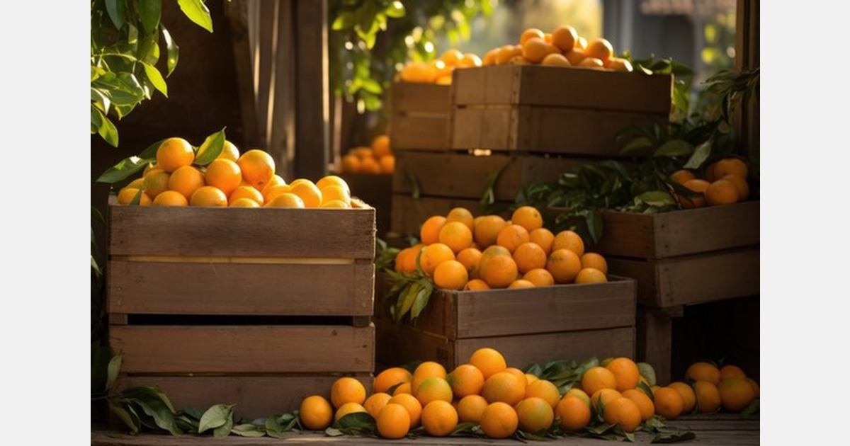USDA 2023-2024 Florida all orange forecast at 20.5 million boxes