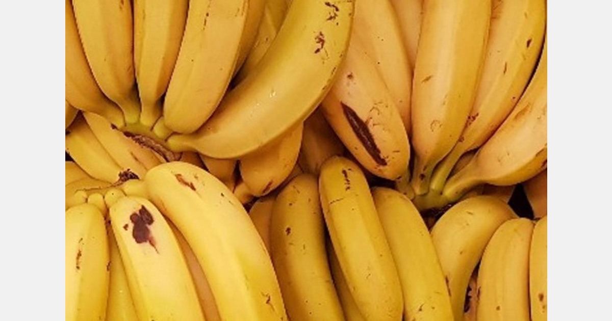 "Thriving banana plantations become Saudi Arabia's new pride"