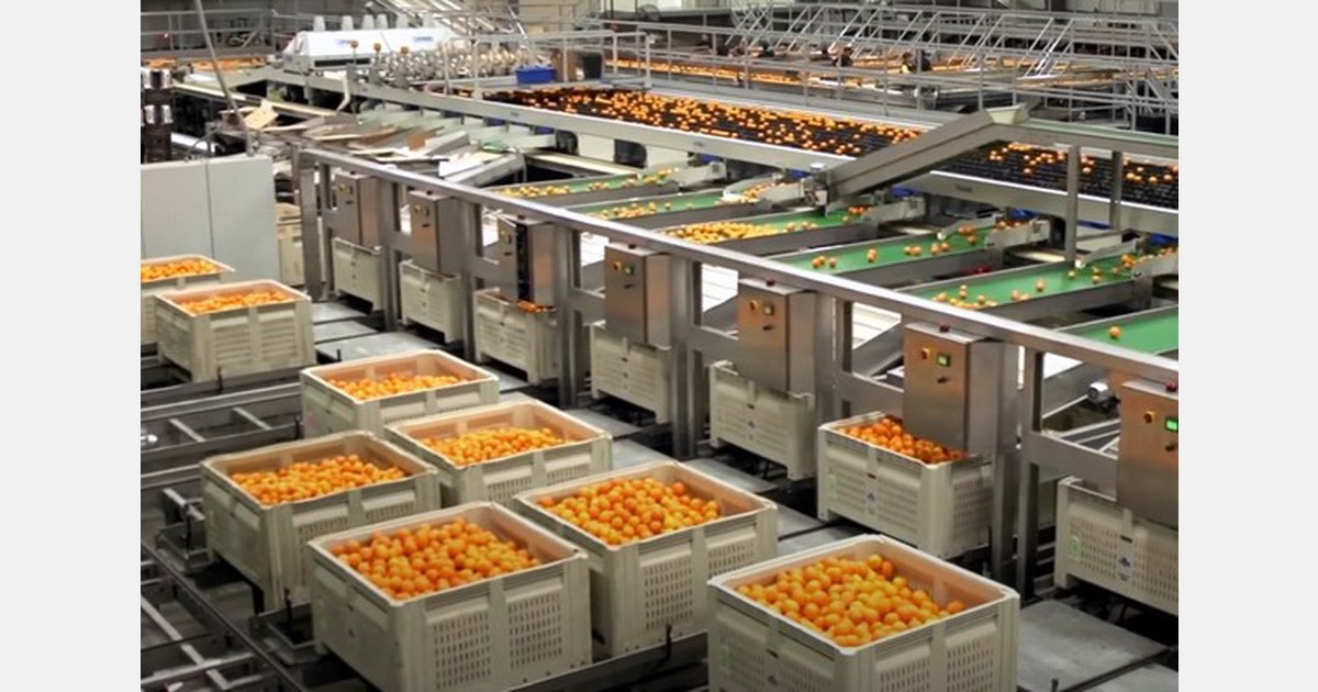 Kings River Packing becomes first in citrus to implement traceability
