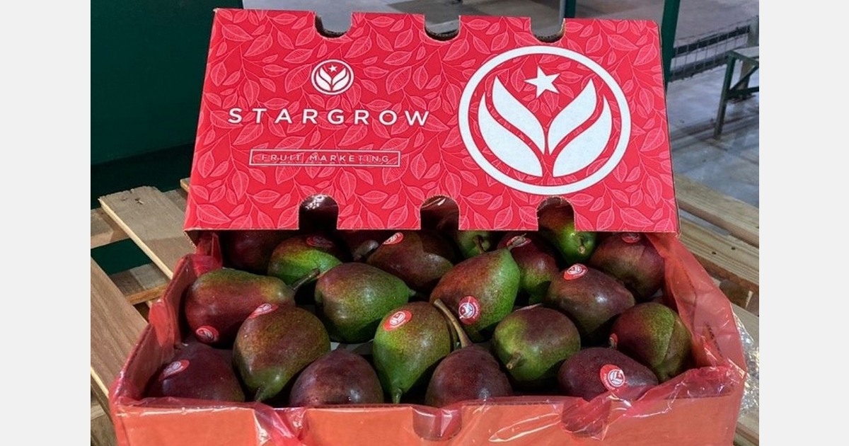 Early pear variety, Celina, kicks-off 2024 South African blush pear season